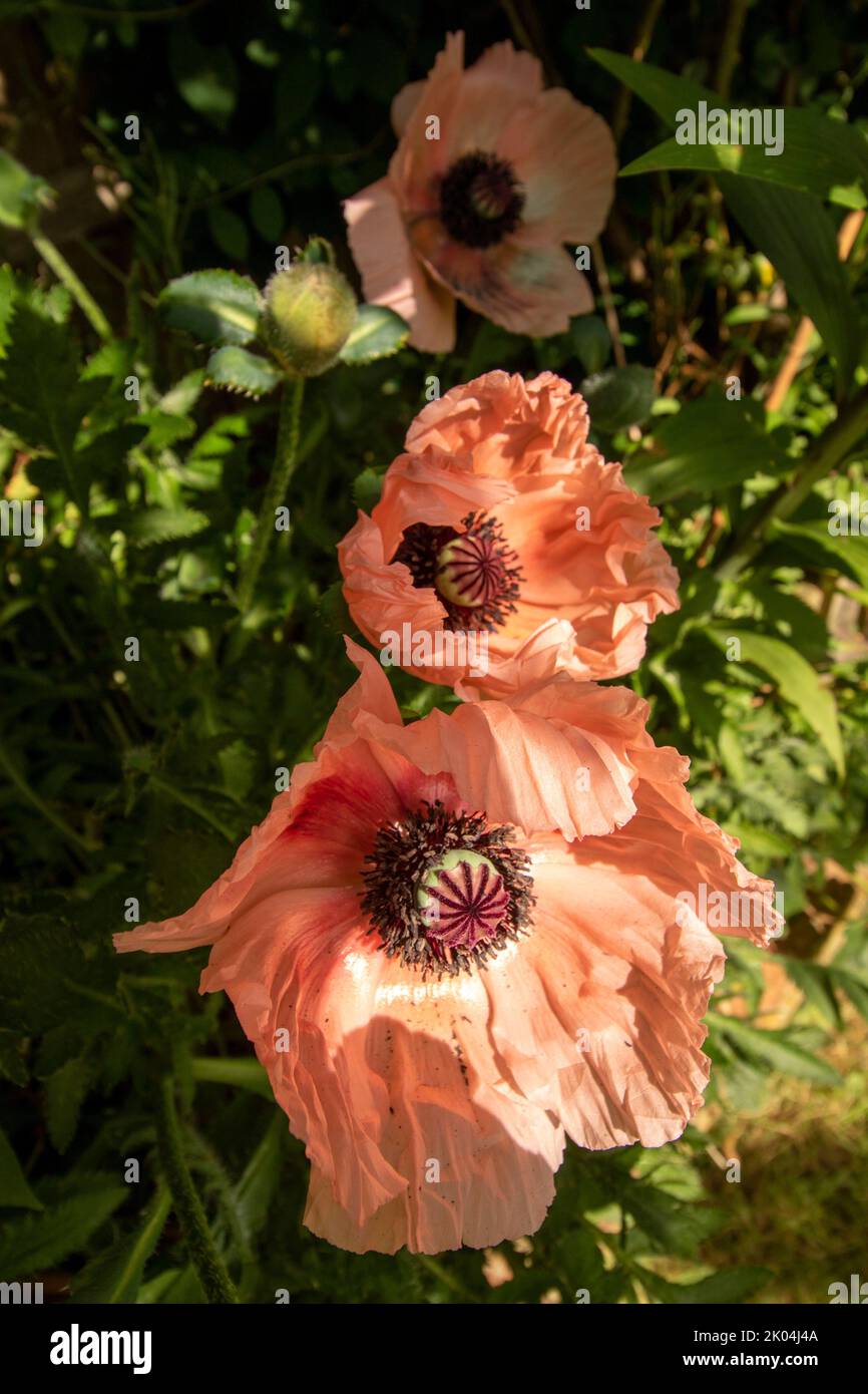 Stunning natural close-up environmental flower portrait of Papaver ...