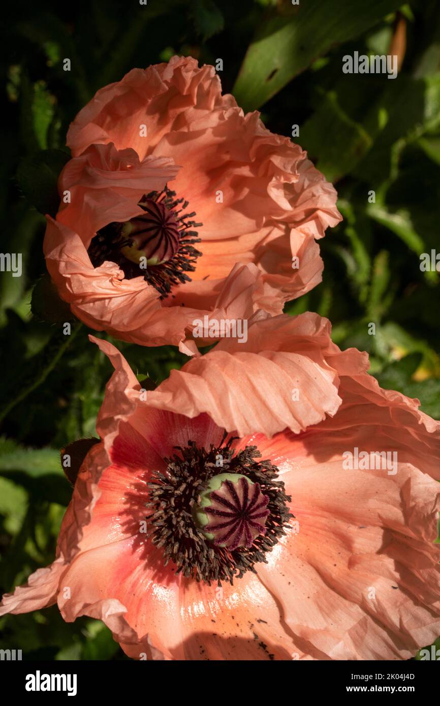 Stunning natural close-up environmental flower portrait of Papaver ...