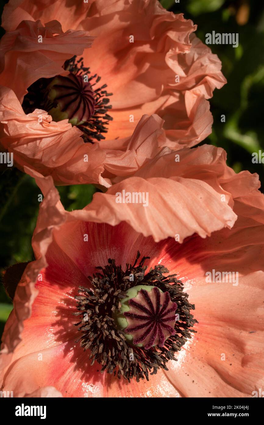 Stunning natural close-up environmental flower portrait of Papaver ...