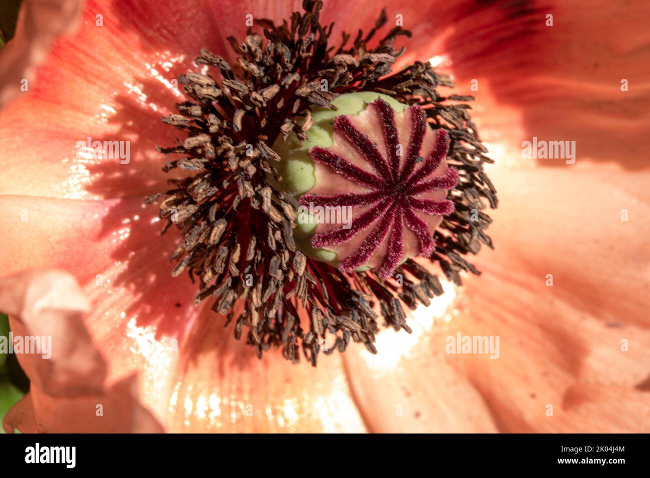 Stunning natural close-up environmental flower portrait of Papaver ...