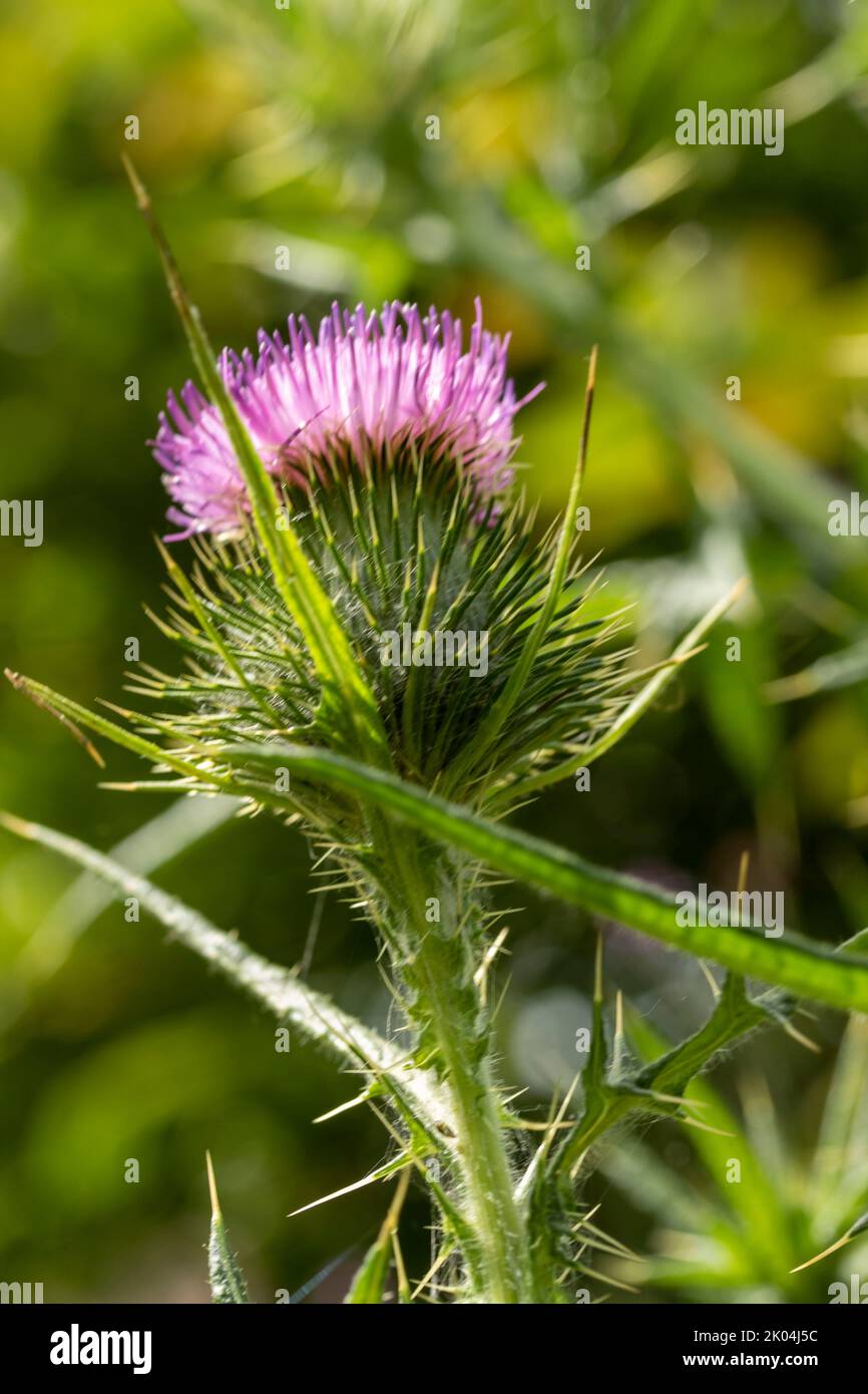Garden thistle in flower, natural plant portrait in close-up, bright ...