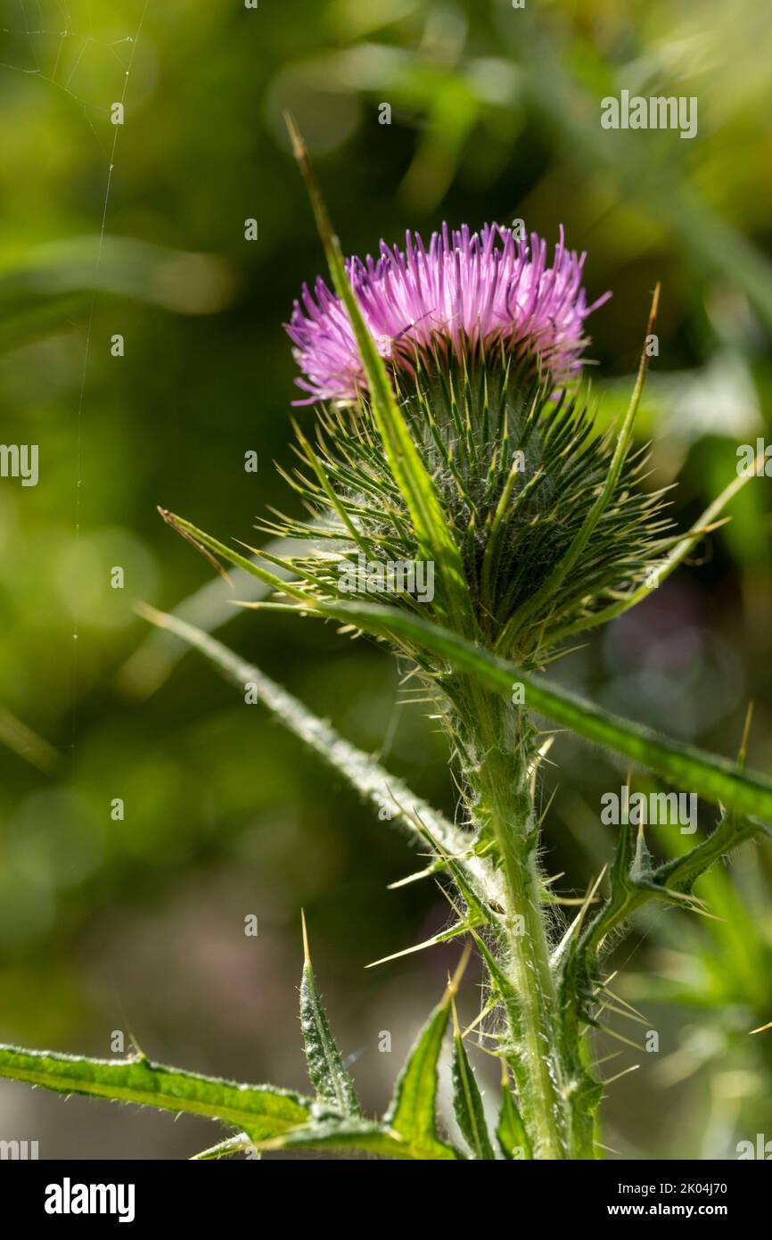 Garden thistle in flower, natural plant portrait in close-up, bright ...