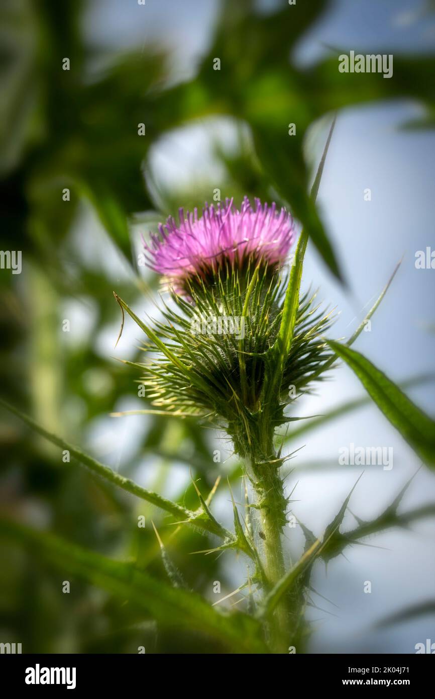 Garden thistle in flower, natural plant portrait in close-up, bright ...