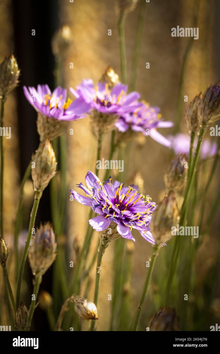 Close up natural flower portrait of prolific Catananche caerulea, blue ...