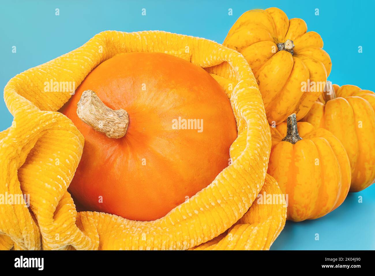 Autumn season, fall harvest, Happy Thanksgiving.Halloween Pumpkins.Blue ...