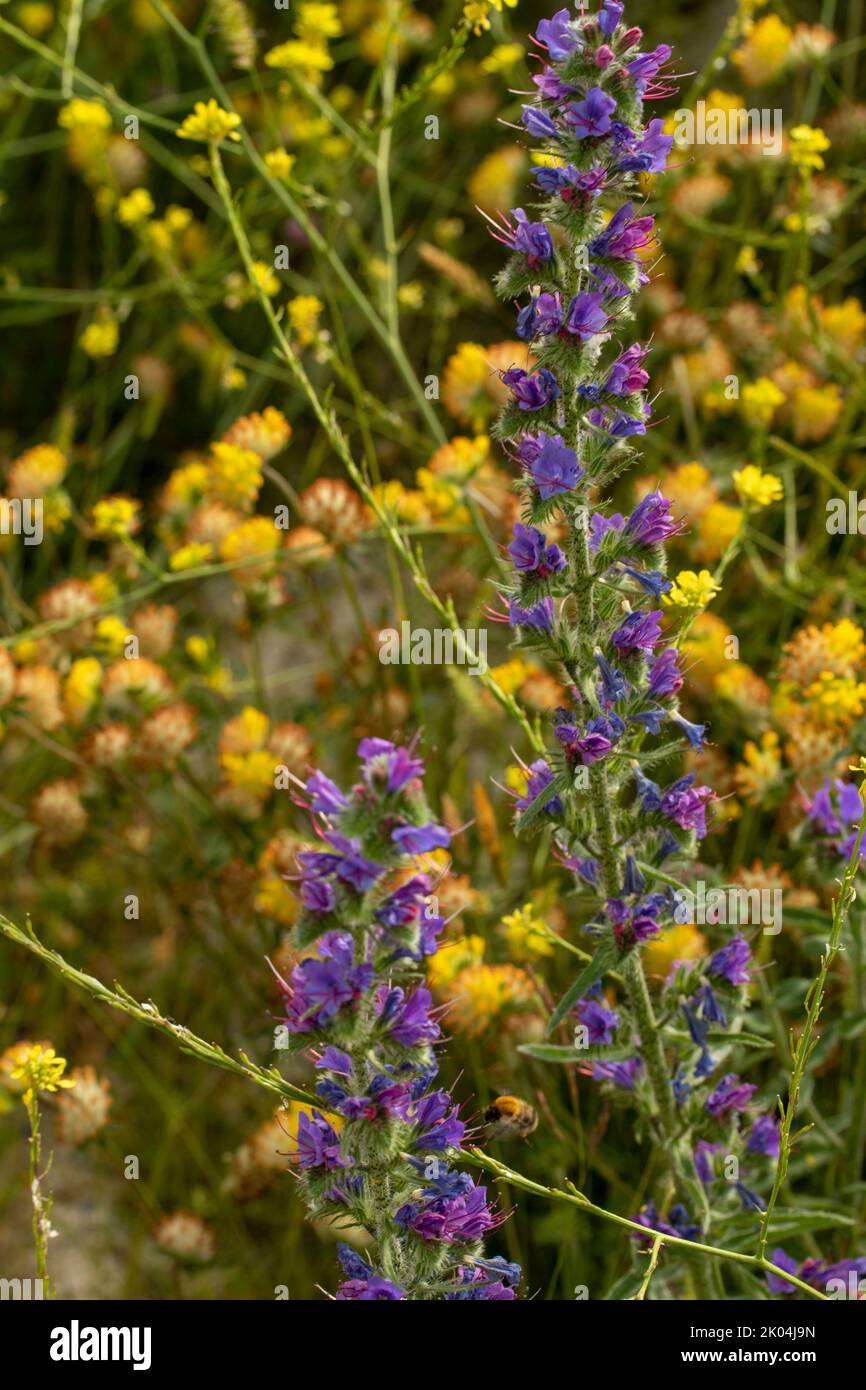 Fantastic Echium vulgare, viper's bugloss, growing wild, path side ...