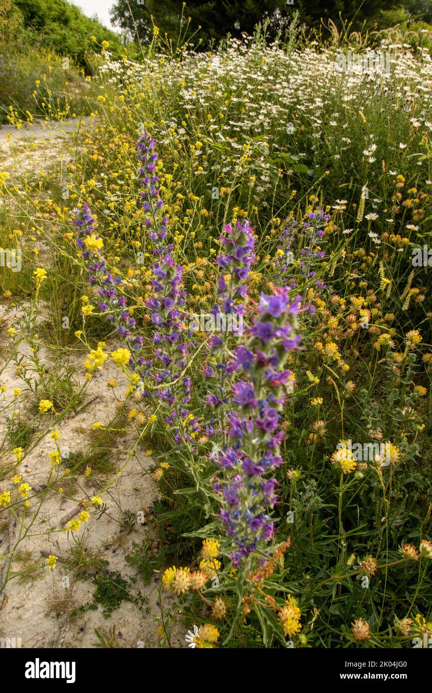 Fantastic Echium vulgare, viper's bugloss, growing wild, path side ...
