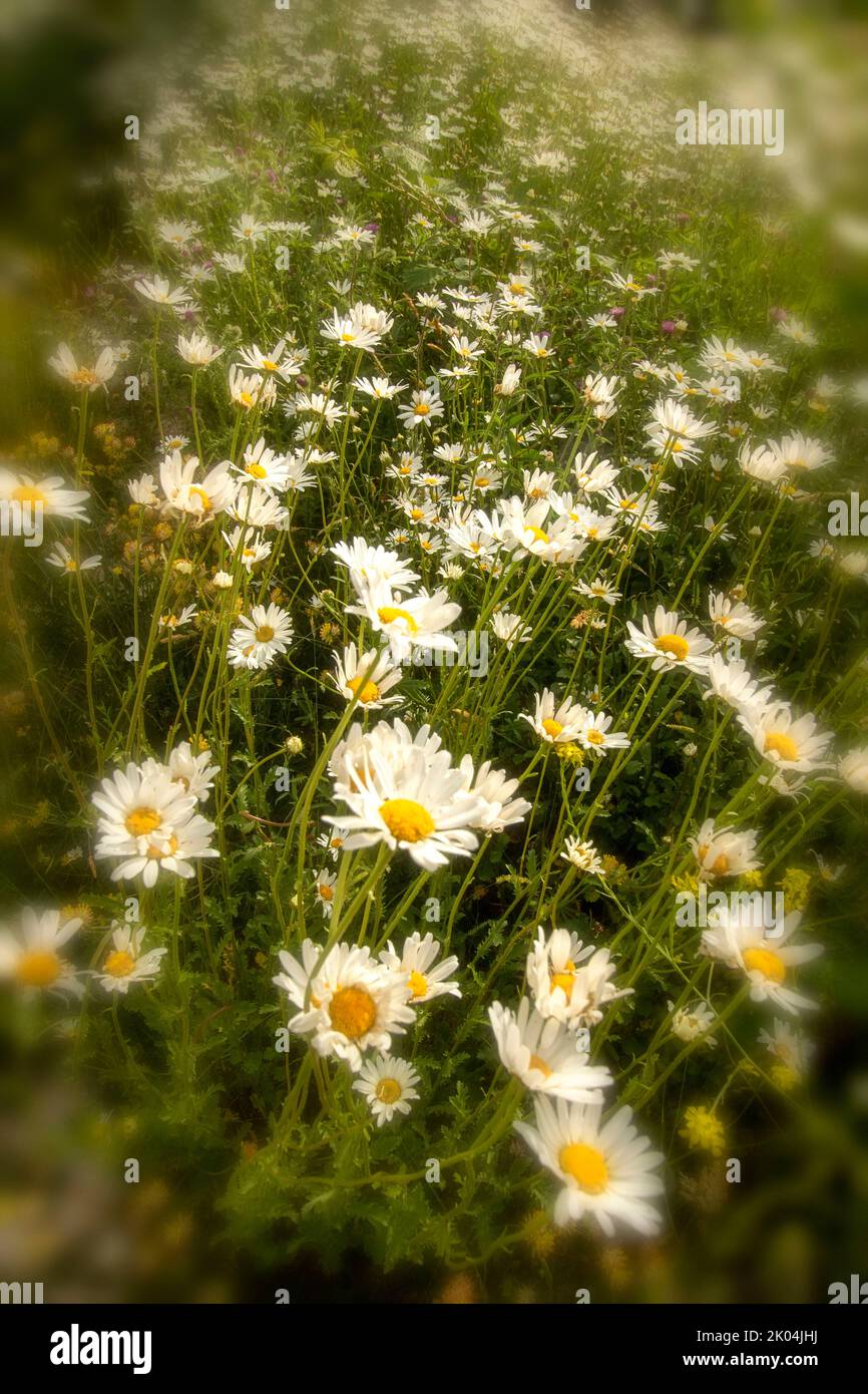 Pretty Daisy flower. Natural flower portrait in their natural ...