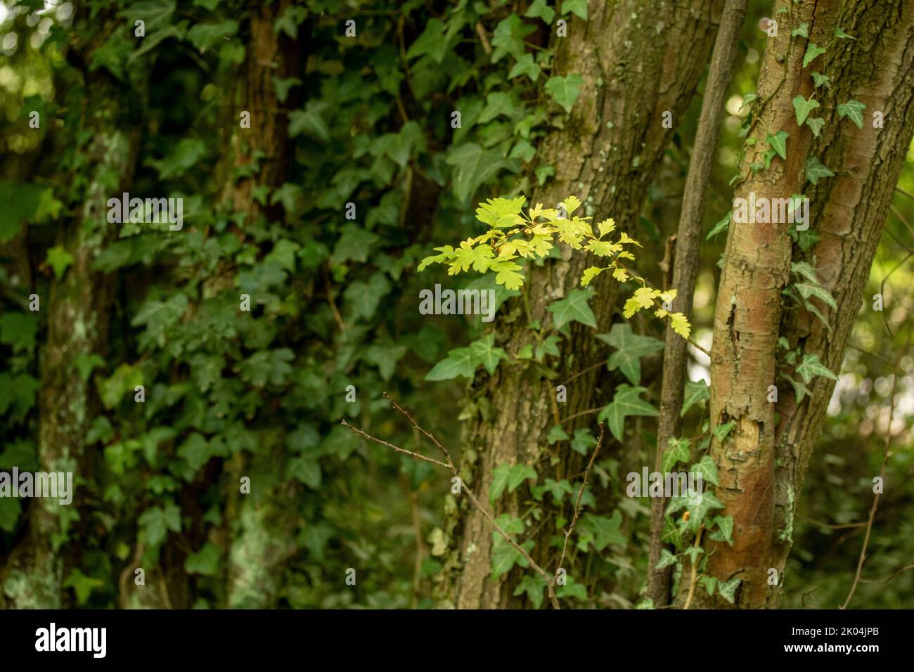 Natures chaos. Natural woodland patterns and textures formed by ...