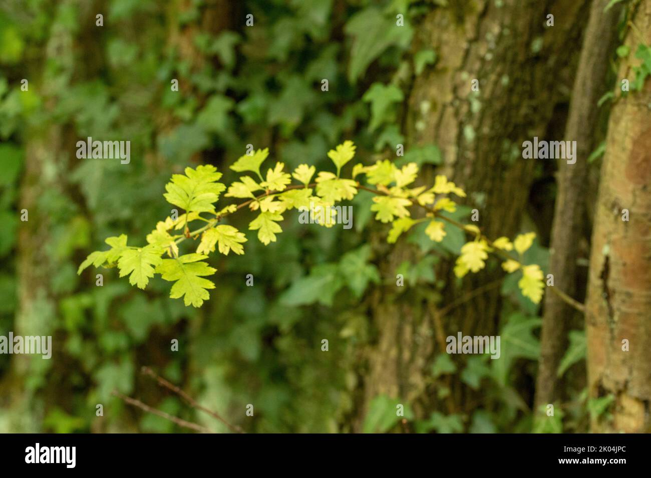 Natures chaos. Natural woodland patterns and textures formed by ...