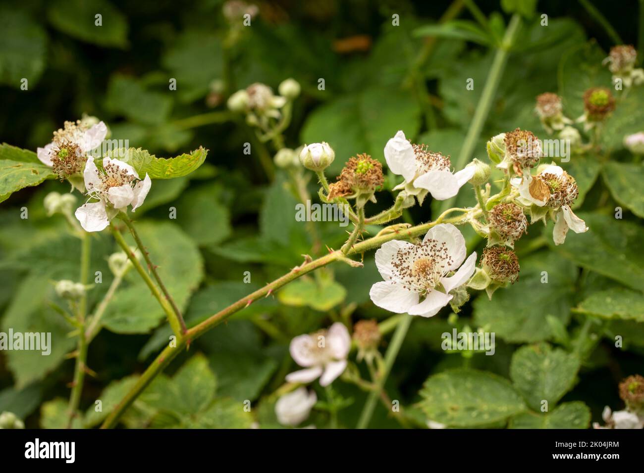 Close-up natural environmental still-life of Blackberry flower and ...