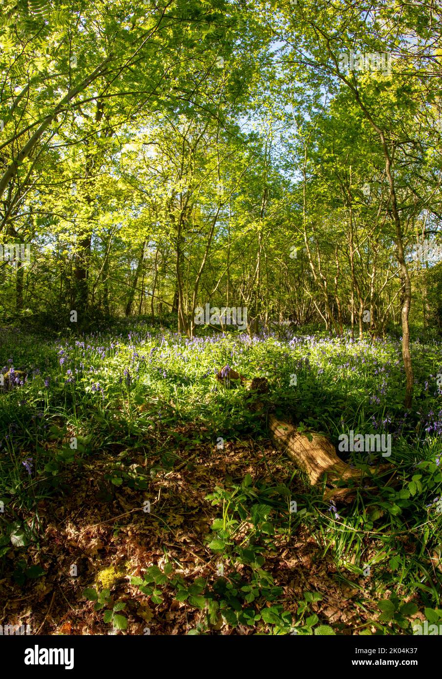 Stunning common Bluebells bathed in bright spring sunshine, natural ...