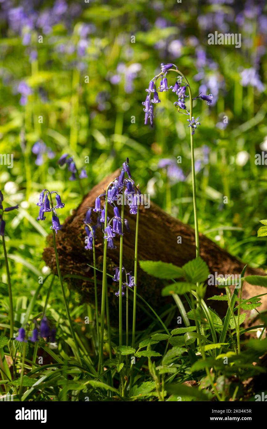 Stunning common Bluebells bathed in bright spring sunshine, natural ...