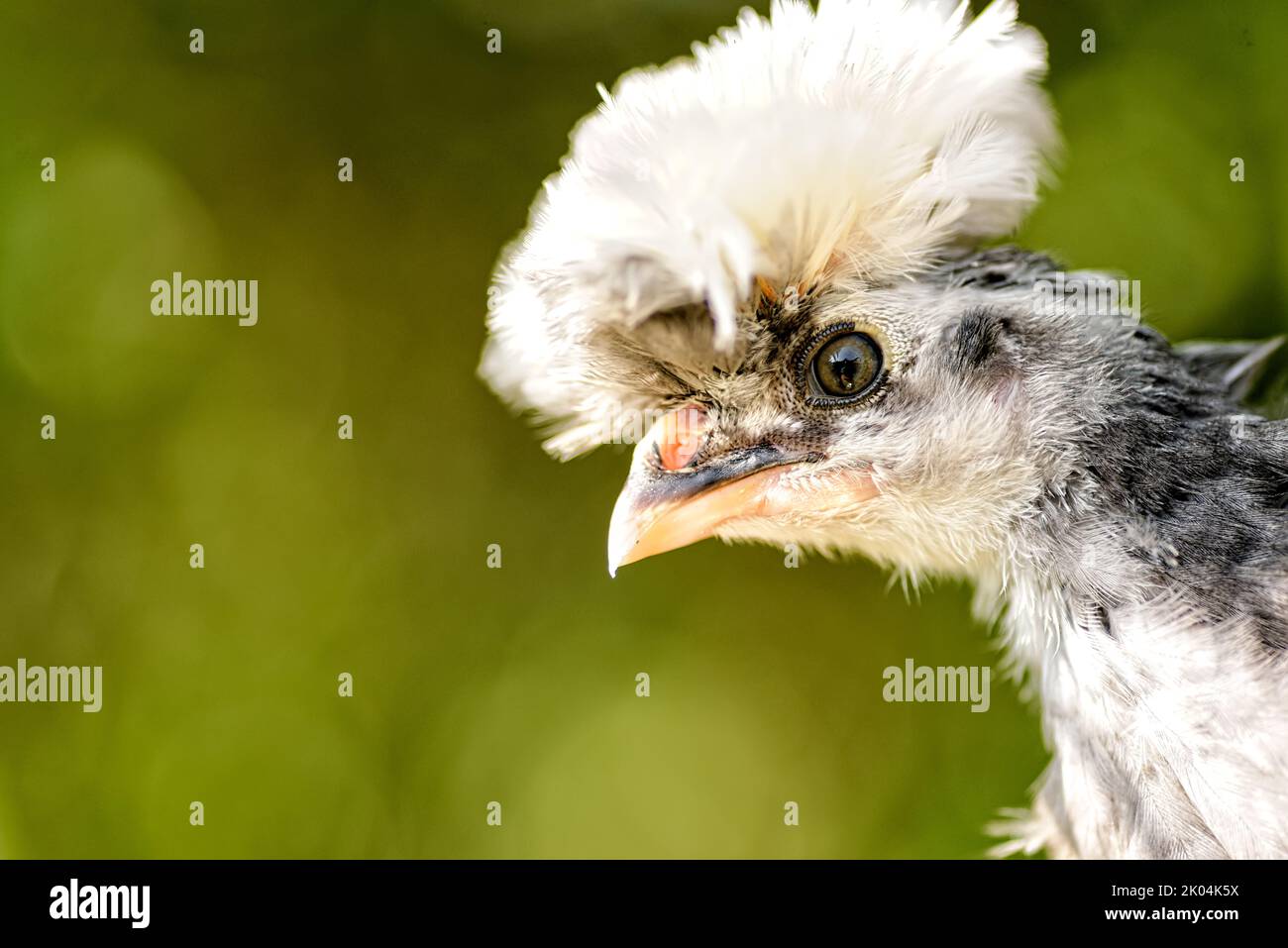 Polish hen hi-res stock photography and images - Alamy