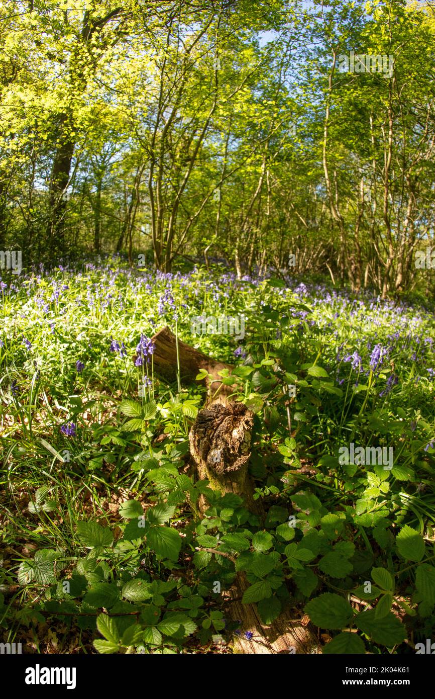 Striking English Bluebells in natural woodland setting awakened to ...