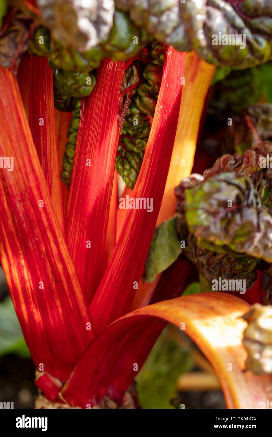 Ornamental vegetable beet hi-res stock photography and images - Alamy