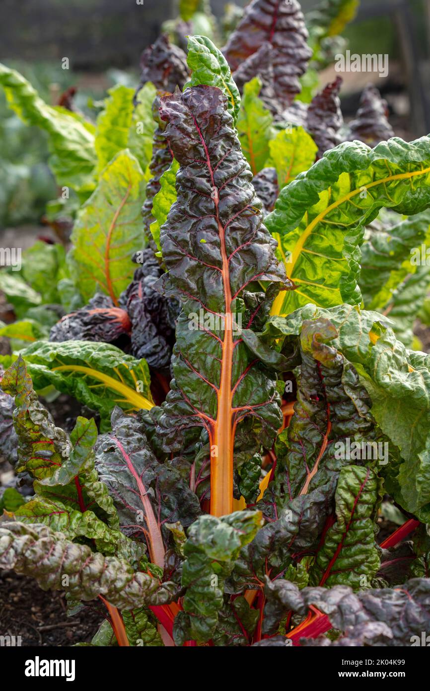 Brilliant and tasty Chard ‘Bright Lights’, leaf beet, showing colour ...