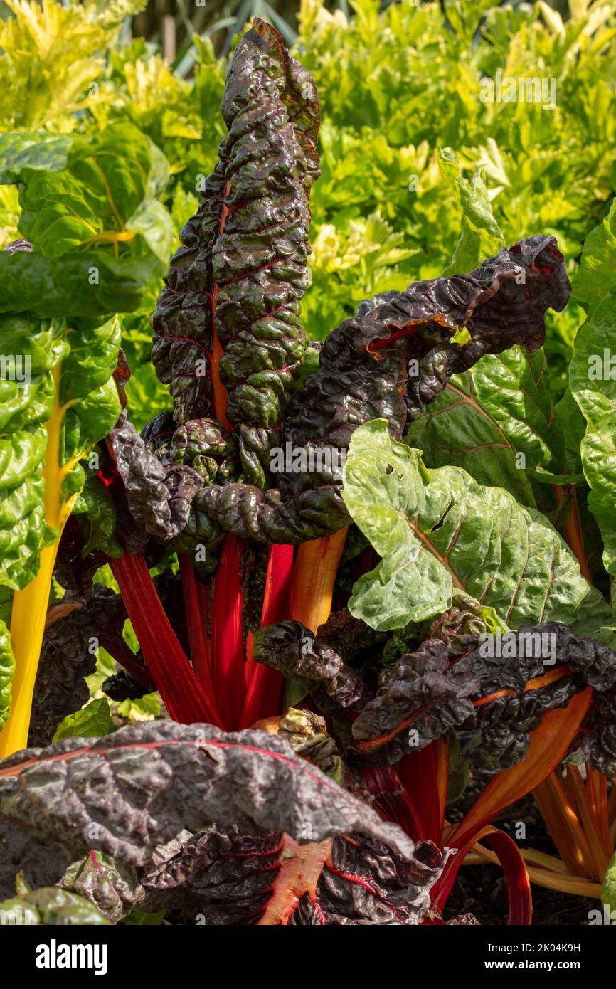 Brilliant and tasty Chard ‘Bright Lights’, leaf beet, showing colour ...