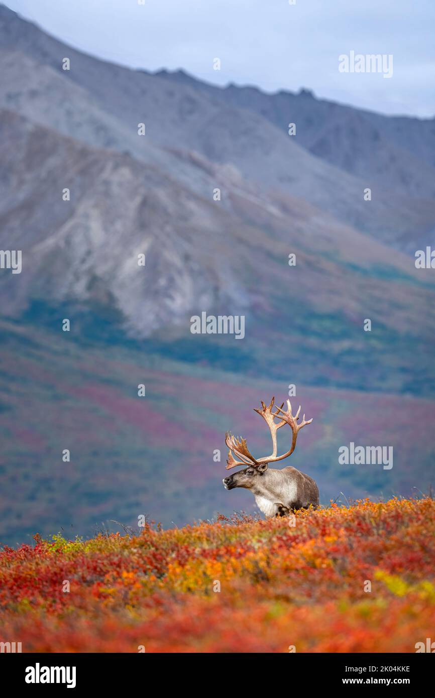 Bull Caribou in Fall Color Stock Photo - Alamy