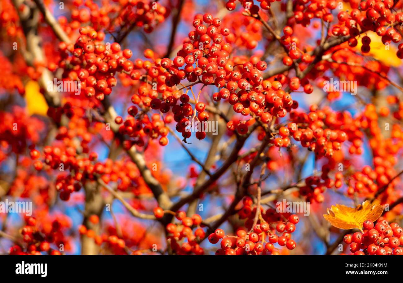 red fall rowanberry branch. red fall rowanberry. fall season with red ...