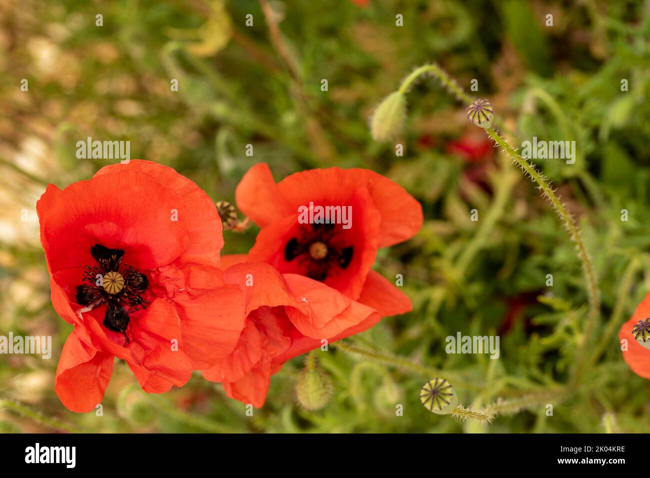 Blood red common poppy, Papaver rhoeas, flowers and foliage. Natural ...