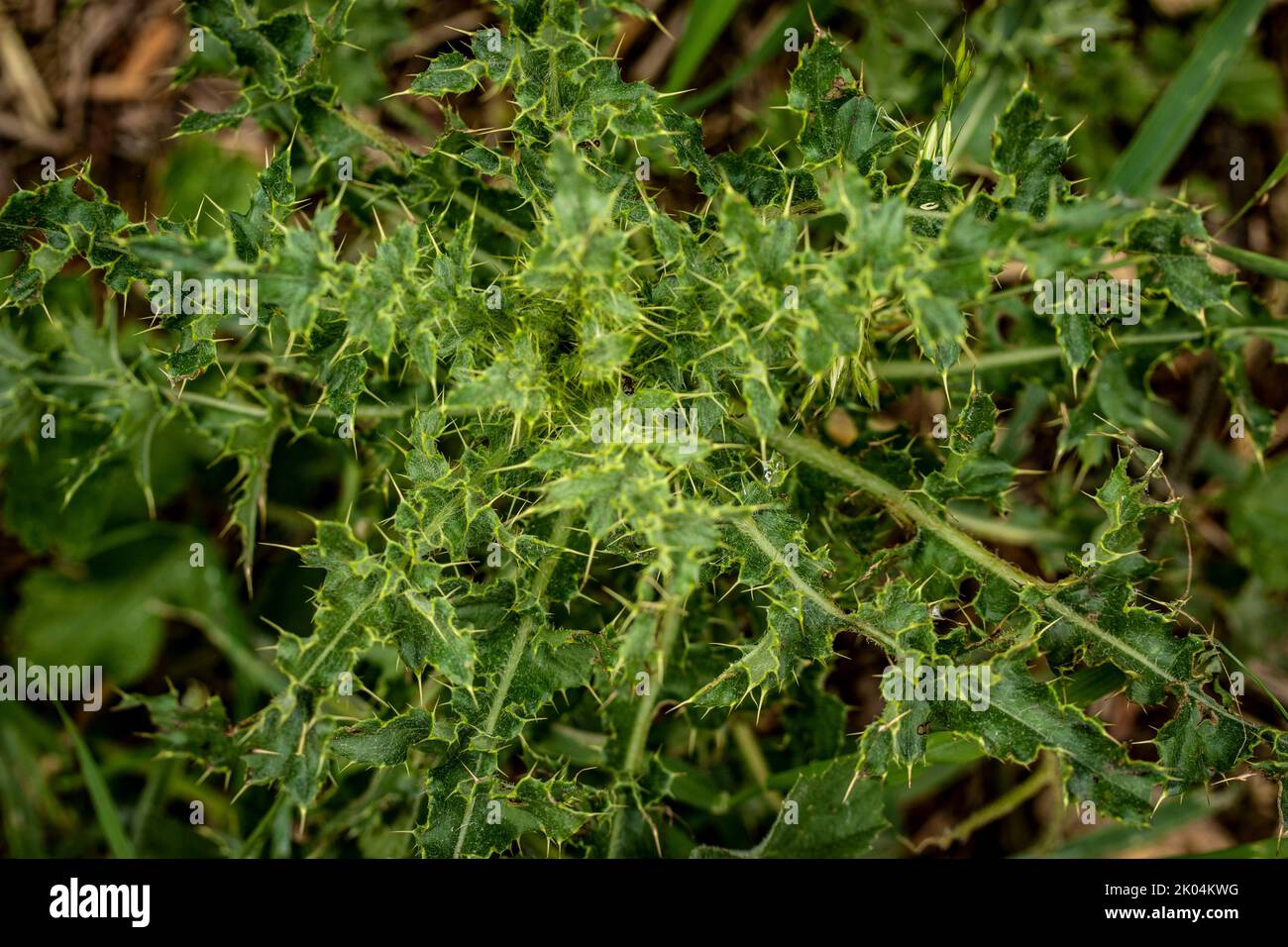 Natural patterns and textures in the environment, close-up Stock Photo ...