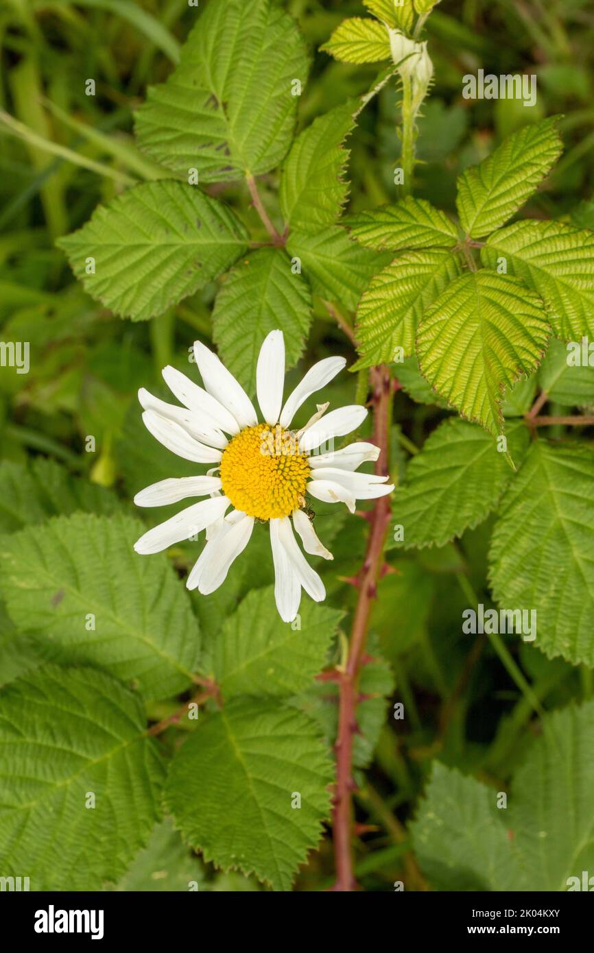 Tangle of brambles hi-res stock photography and images - Alamy
