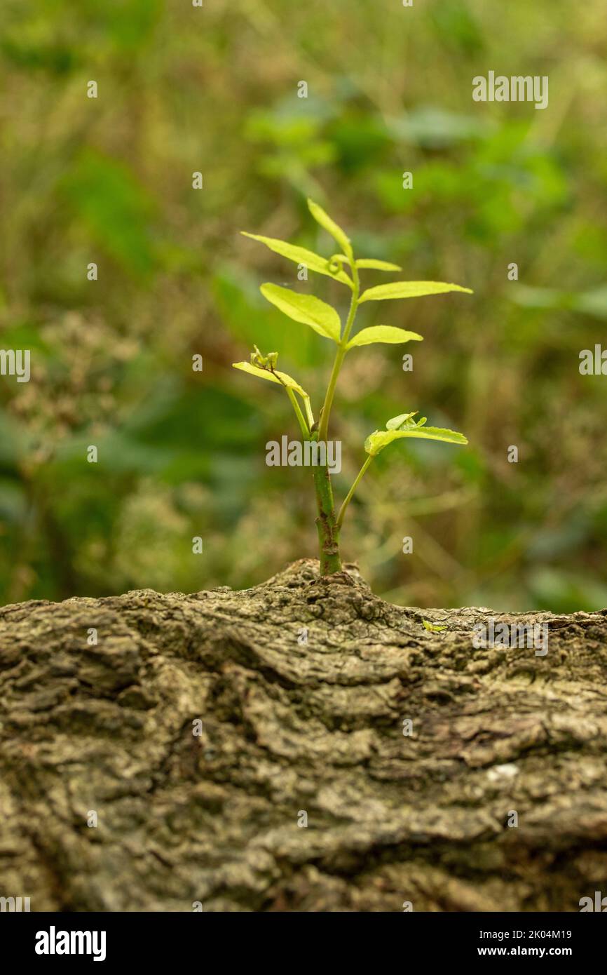 Charming young tree seedling backlit by low summer sunshine. Natural ...