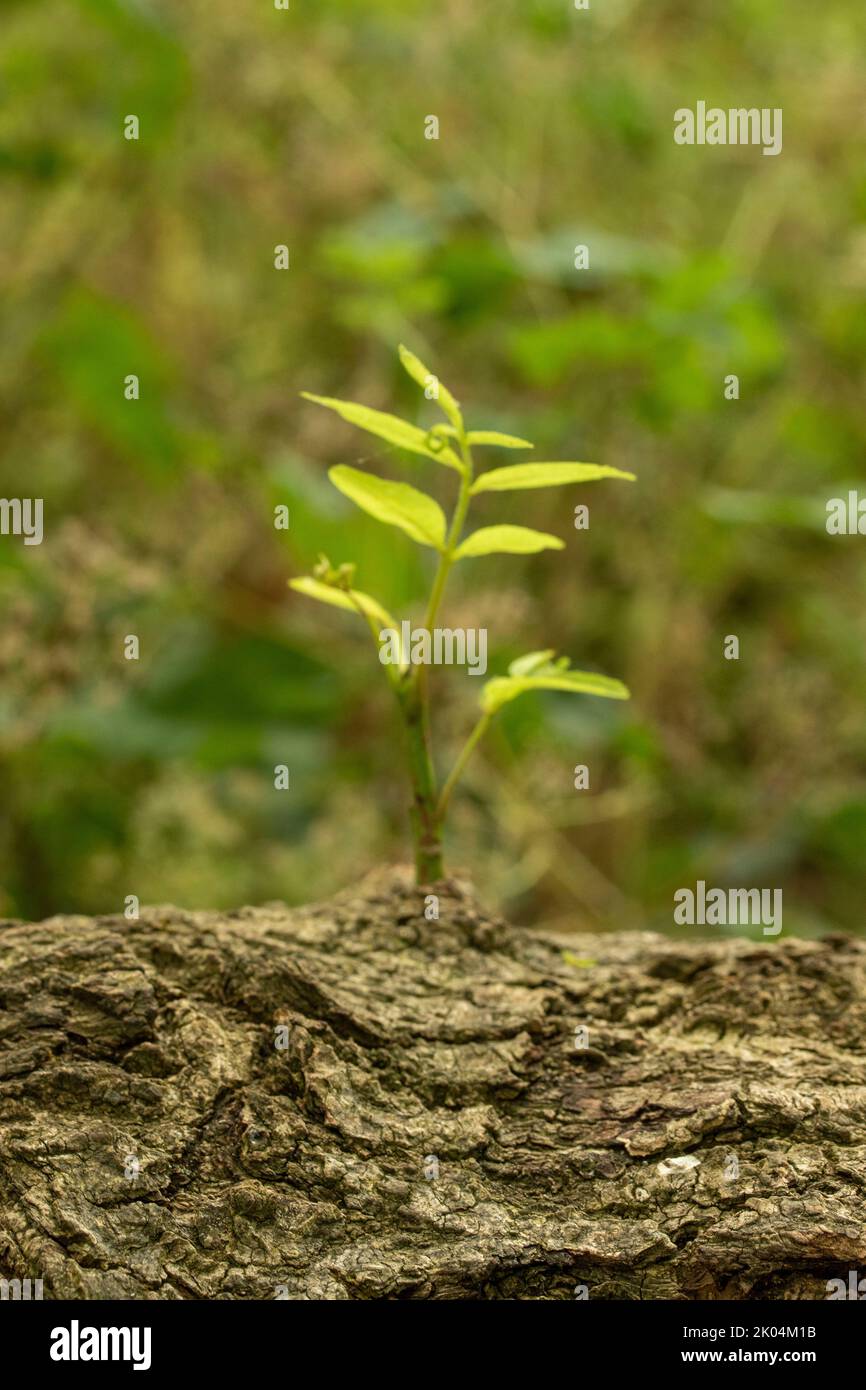 Charming young tree seedling backlit by low summer sunshine. Natural ...