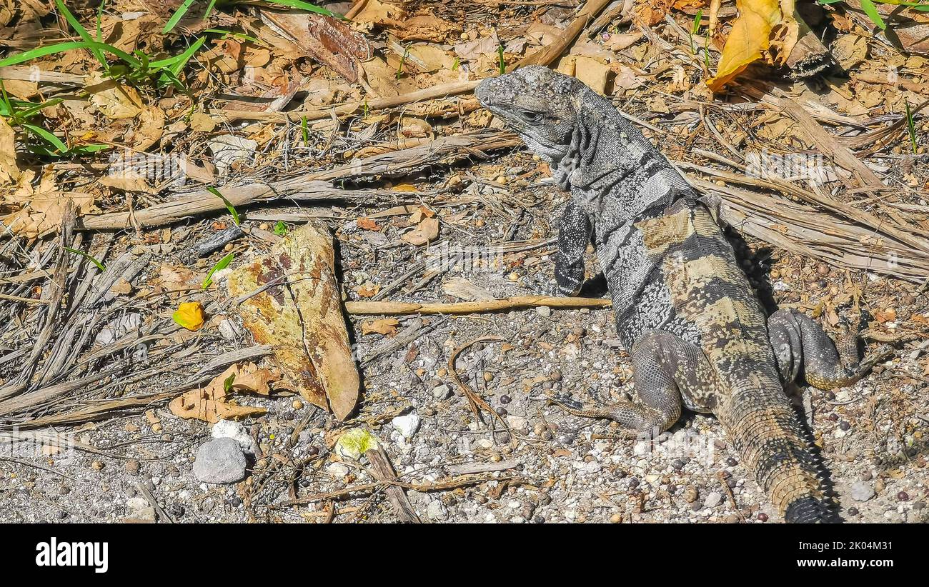 Huge Iguana gecko animal on rocks at the ancient Tulum ruins Mayan site ...
