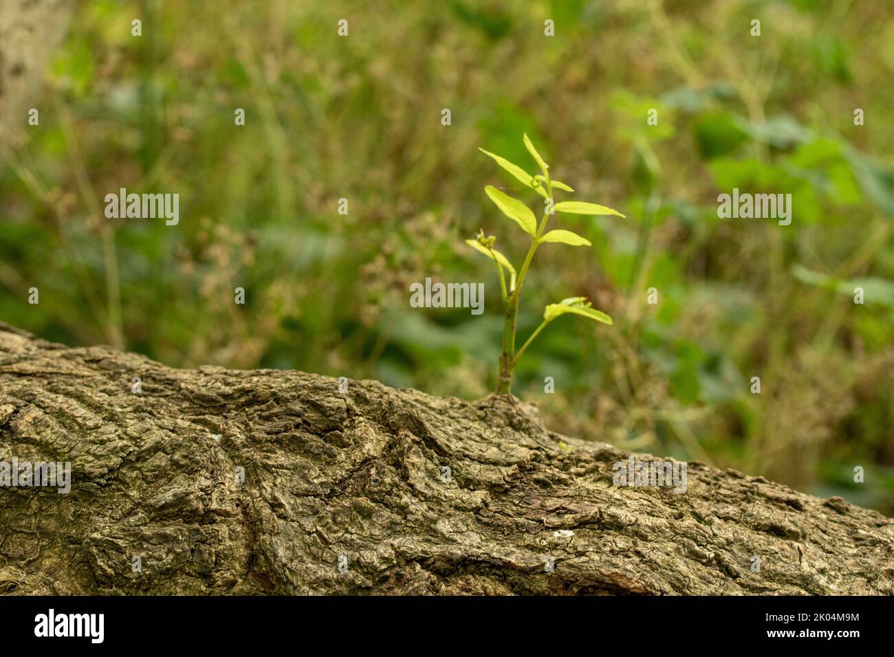 Charming young tree seedling backlit by low summer sunshine. Natural ...