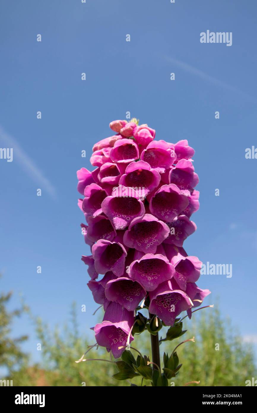 Striking natural close-up environmental flower poster portrait of ...