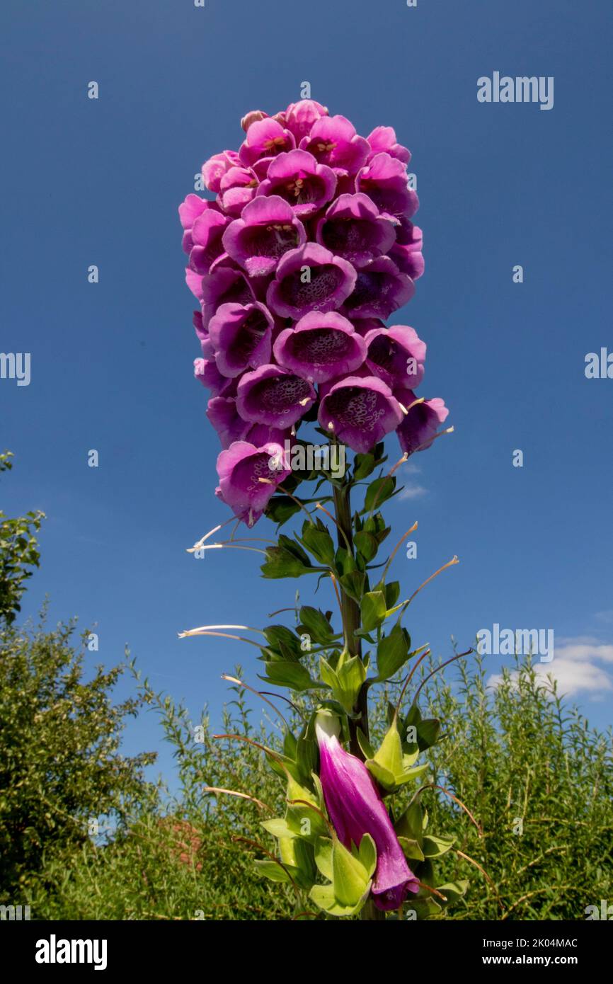 Striking natural close-up environmental flower poster portrait of ...