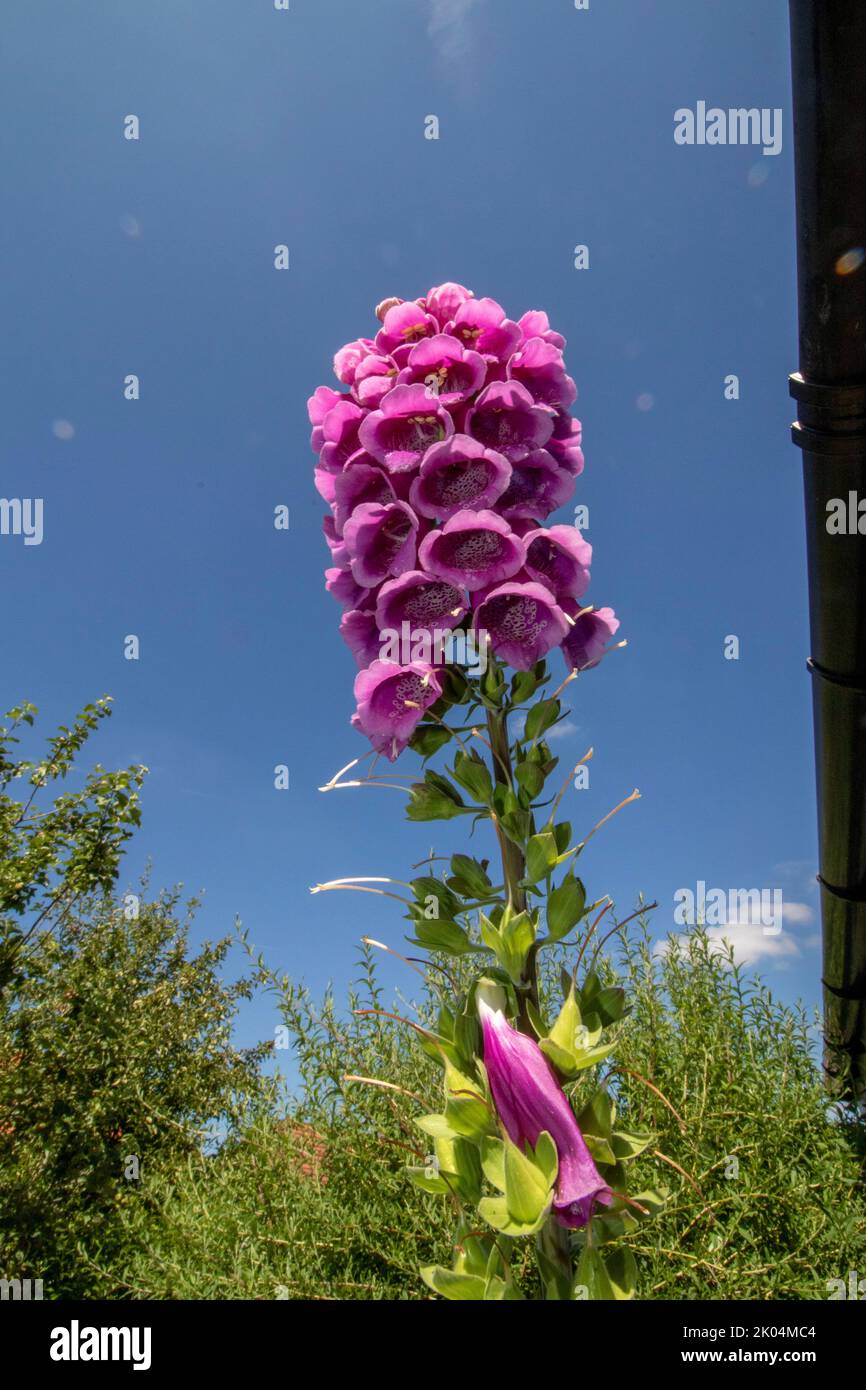 Striking natural close-up environmental flower poster portrait of ...