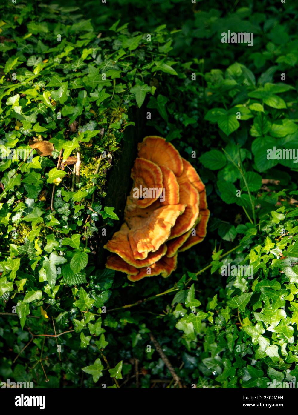 Multi-tiered bracket fungi on solid looking tree trunk, natural forest ...