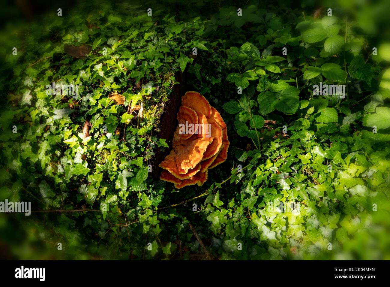 Multi-tiered bracket fungi on solid looking tree trunk, natural forest ...
