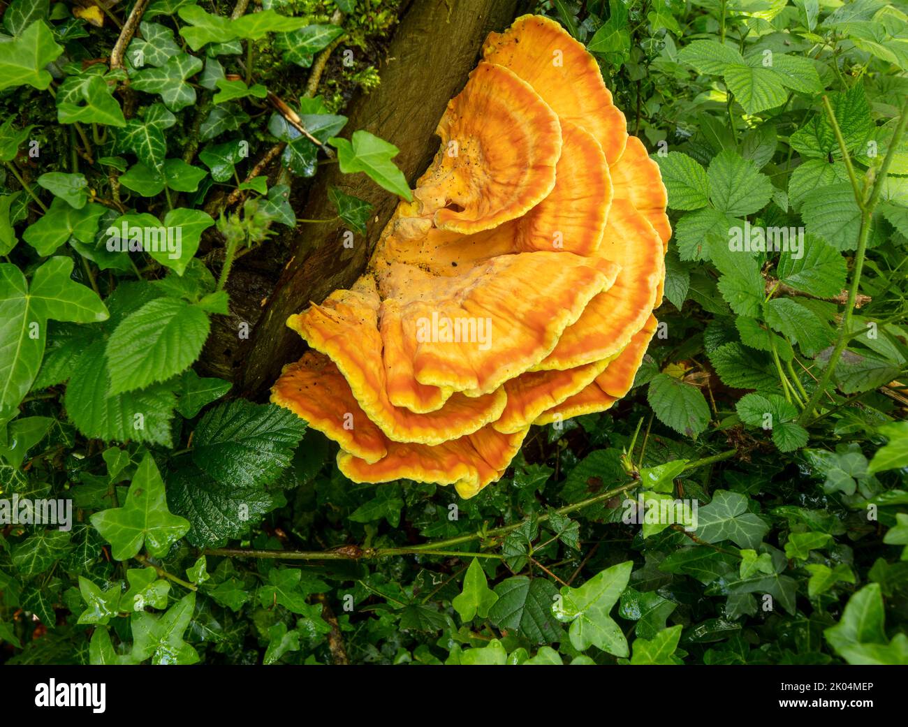 Large yellow orange bracket fungi, possibly Chicken of the Woods ...