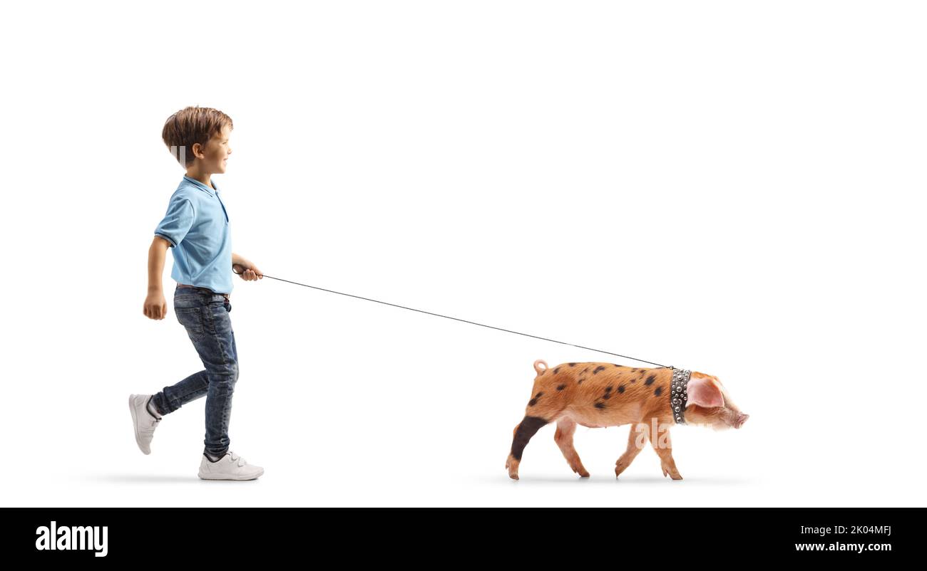 Full length profile shot of a boy walking a piglet on a lead isolated ...