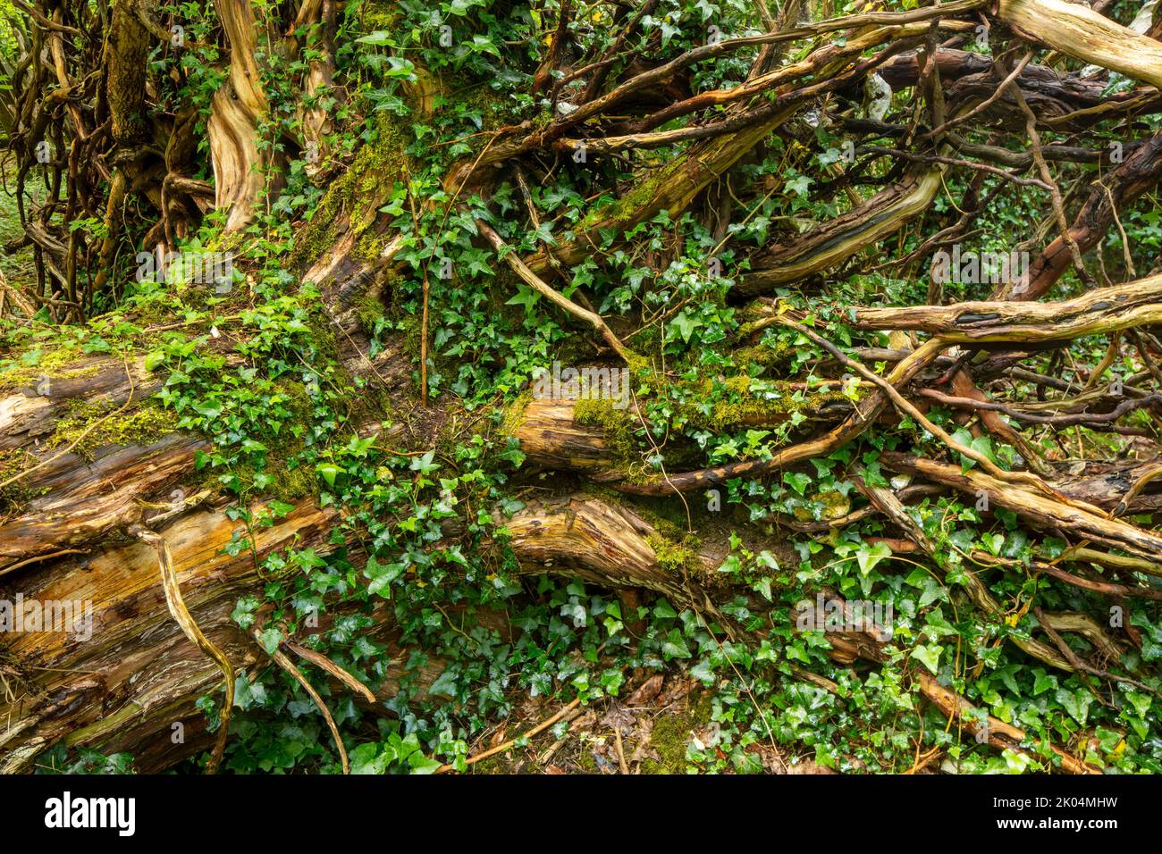 Natures chaos. Natural woodland patterns and textures formed by ...