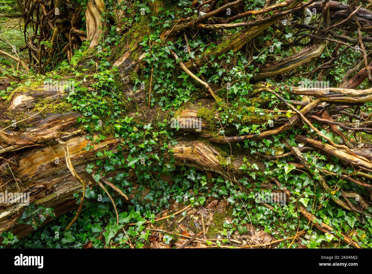 Natures chaos. Natural woodland patterns and textures formed by juxtaposition of growing and ...