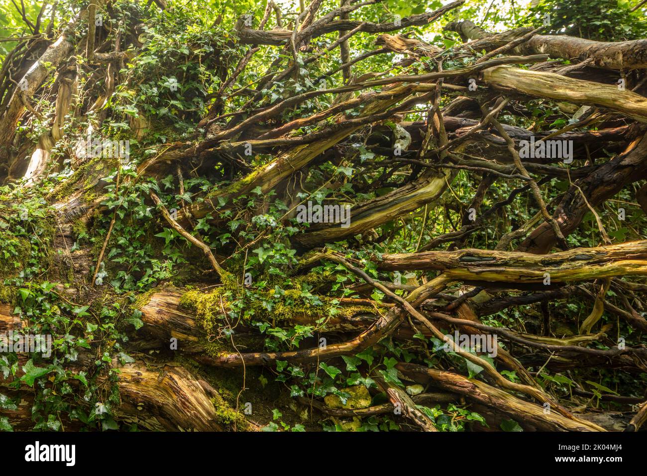 Natures chaos. Natural woodland patterns and textures formed by ...