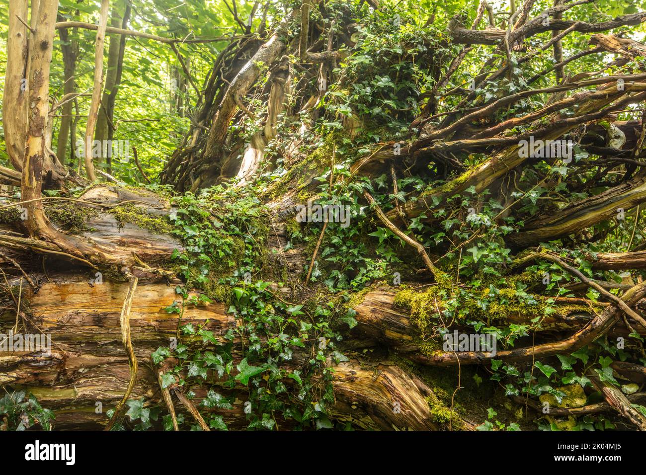 Natures chaos. Natural woodland patterns and textures formed by ...