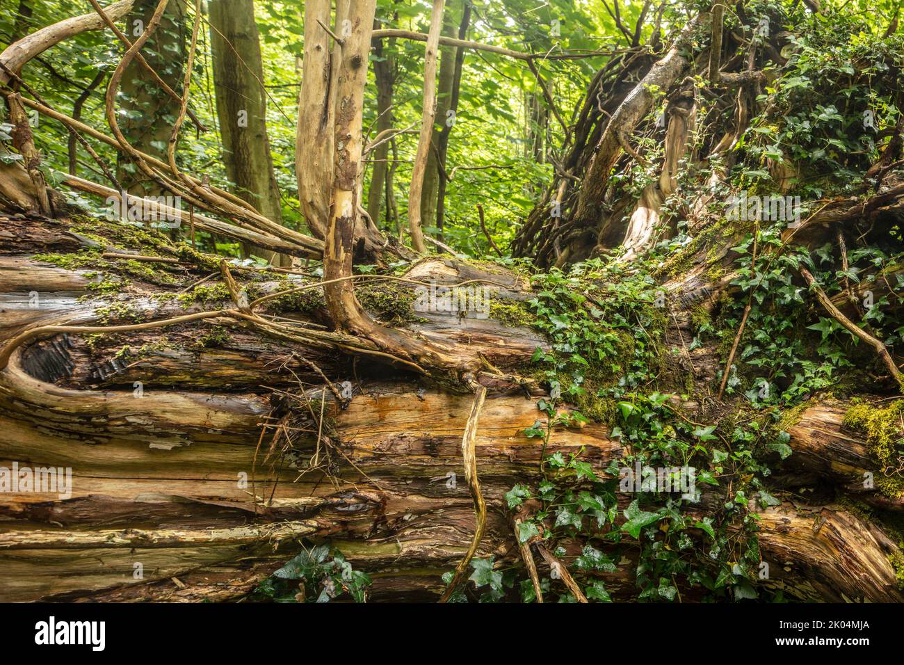 Natures chaos. Natural woodland patterns and textures formed by ...
