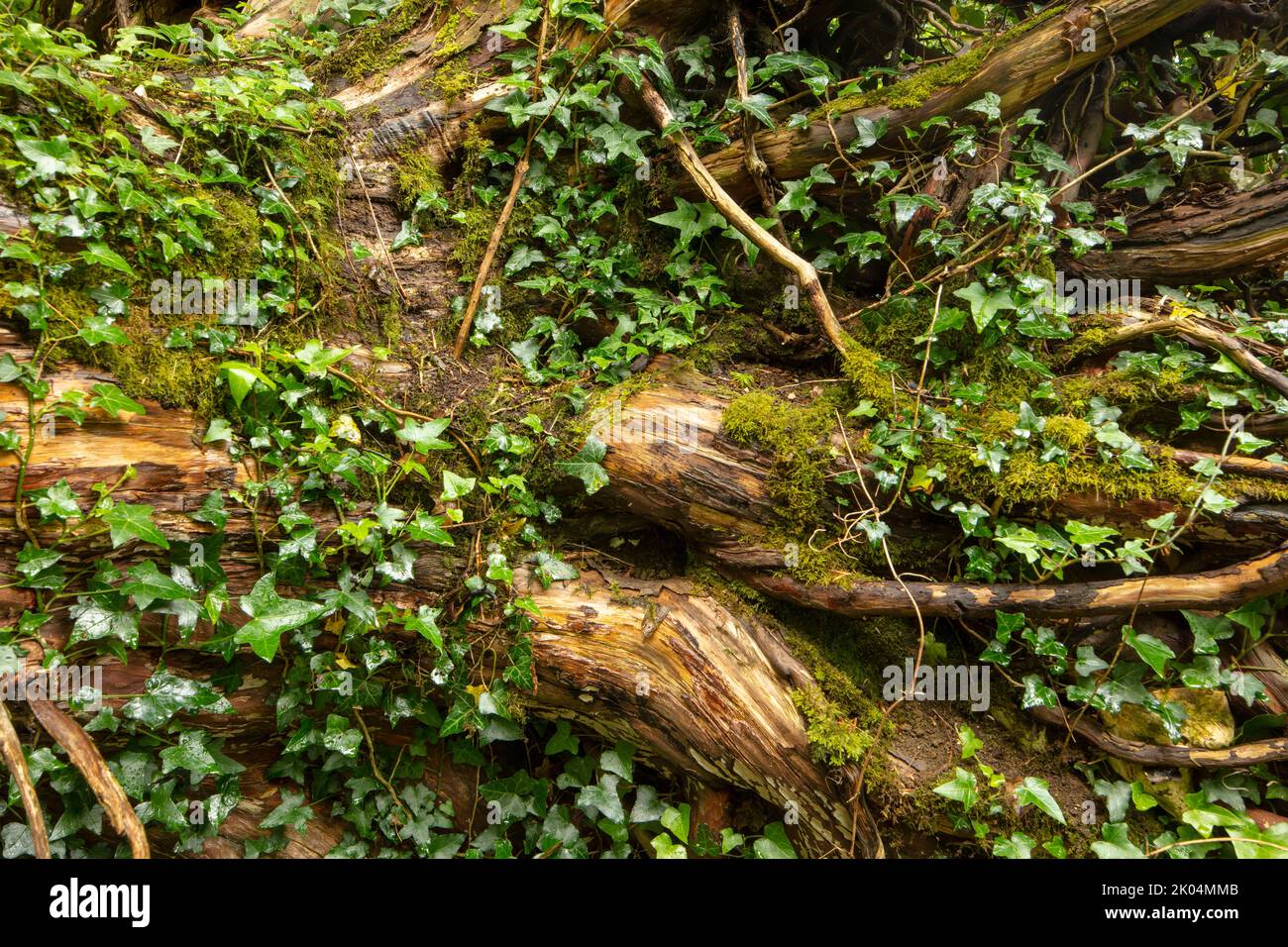 Natures chaos. Natural woodland patterns and textures formed by ...