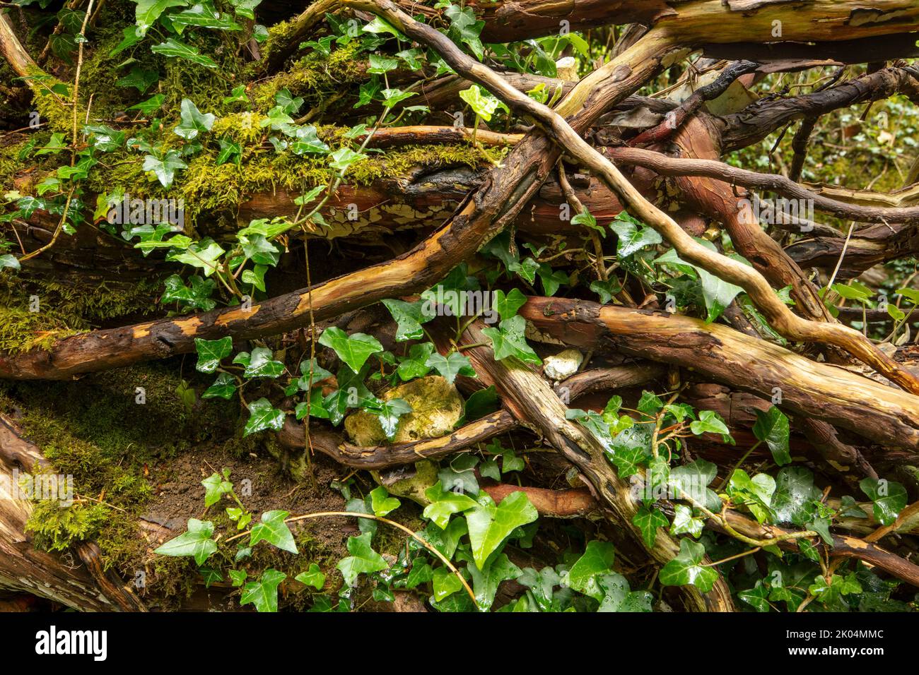 Natures chaos. Natural woodland patterns and textures formed by ...