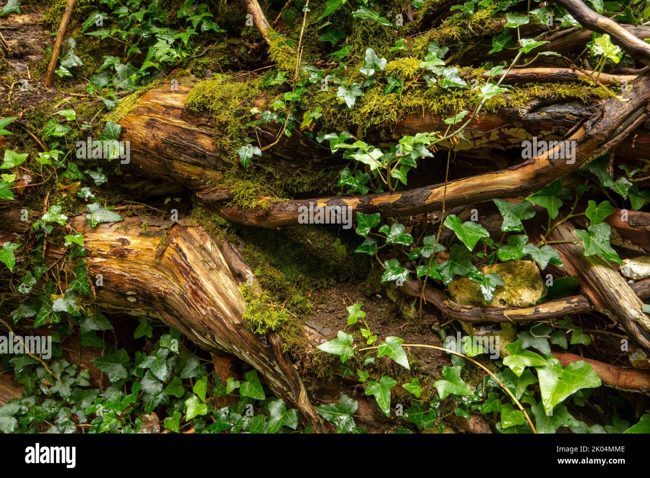 Natures chaos. Natural woodland patterns and textures formed by ...