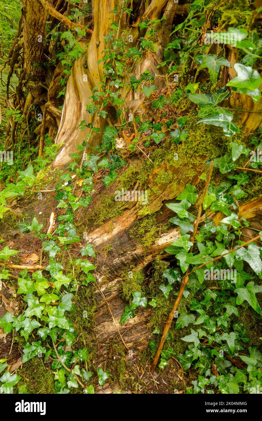 Natures chaos. Natural woodland patterns and textures formed by ...