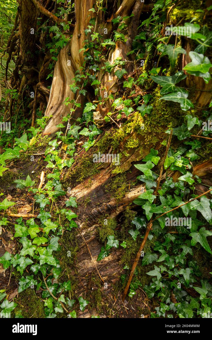 Natures chaos. Natural woodland patterns and textures formed by ...