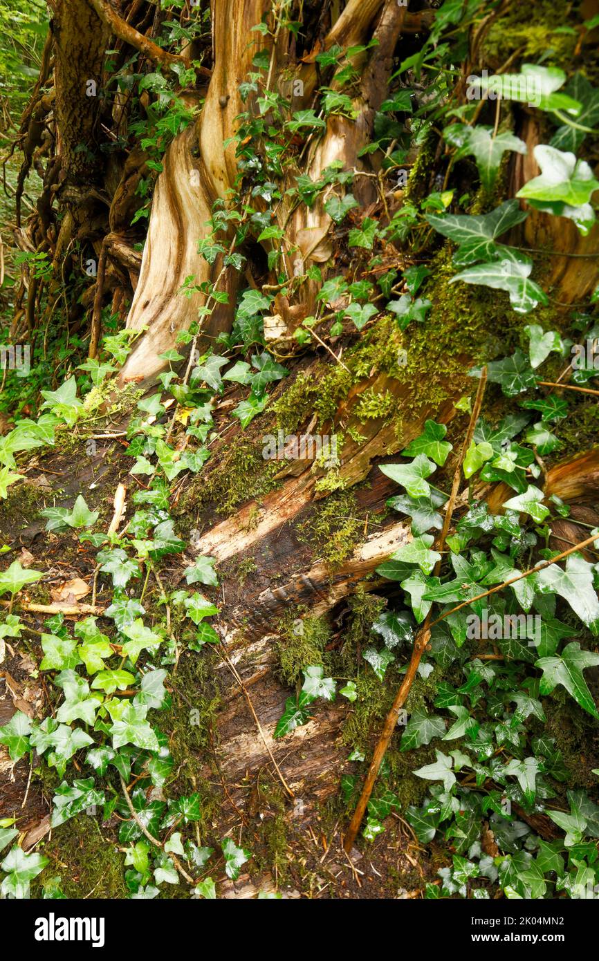 Natures chaos. Natural woodland patterns and textures formed by ...
