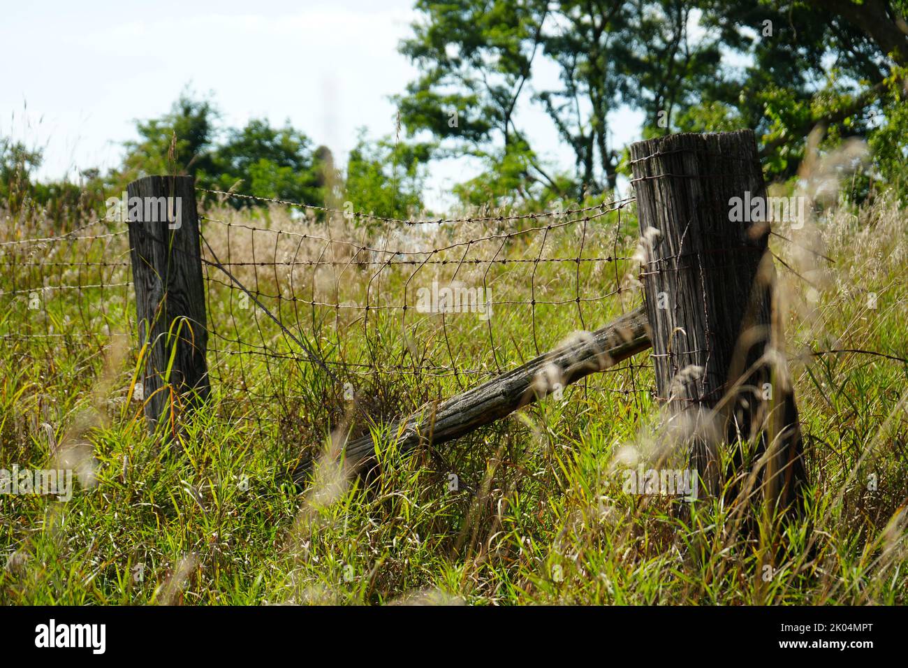 Barbed wire in nature hi-res stock photography and images - Alamy